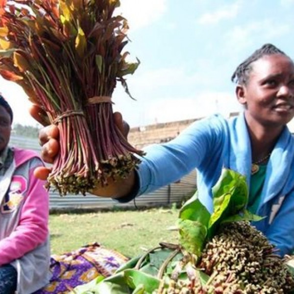 Miraa exports from Kenya to Somalia double after relations enhanced