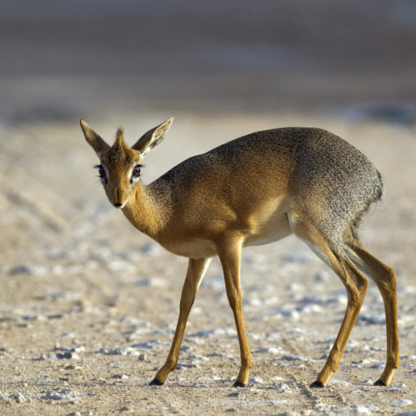 "Conservationists Rise to the Challenge: Protecting Endangered Wildlife ...