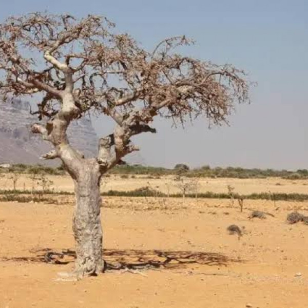 Boswellia sacra (Geedka Maydiga) ee Soomaaliya: Sifooyinka Caafimaad ee ...